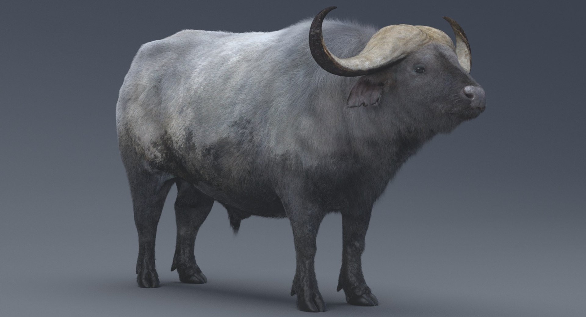 African Buffalo 3D Model - TurboSquid 1279388