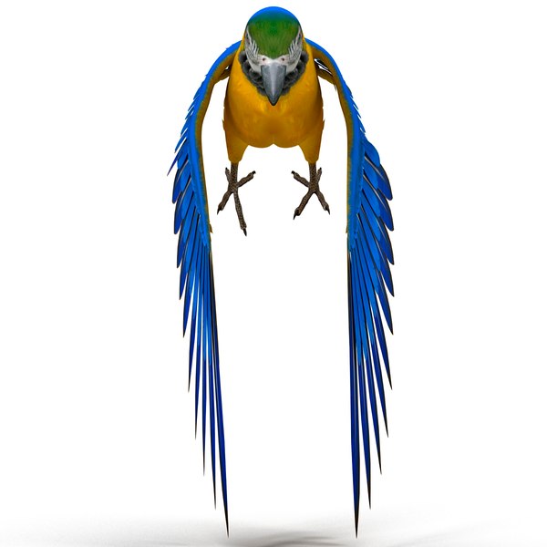 blue gold macaw rigged max