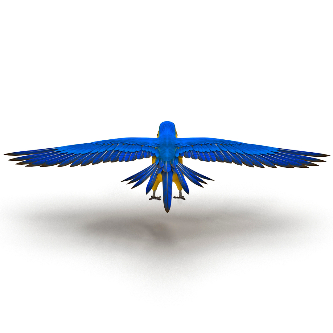 blue gold macaw rigged max