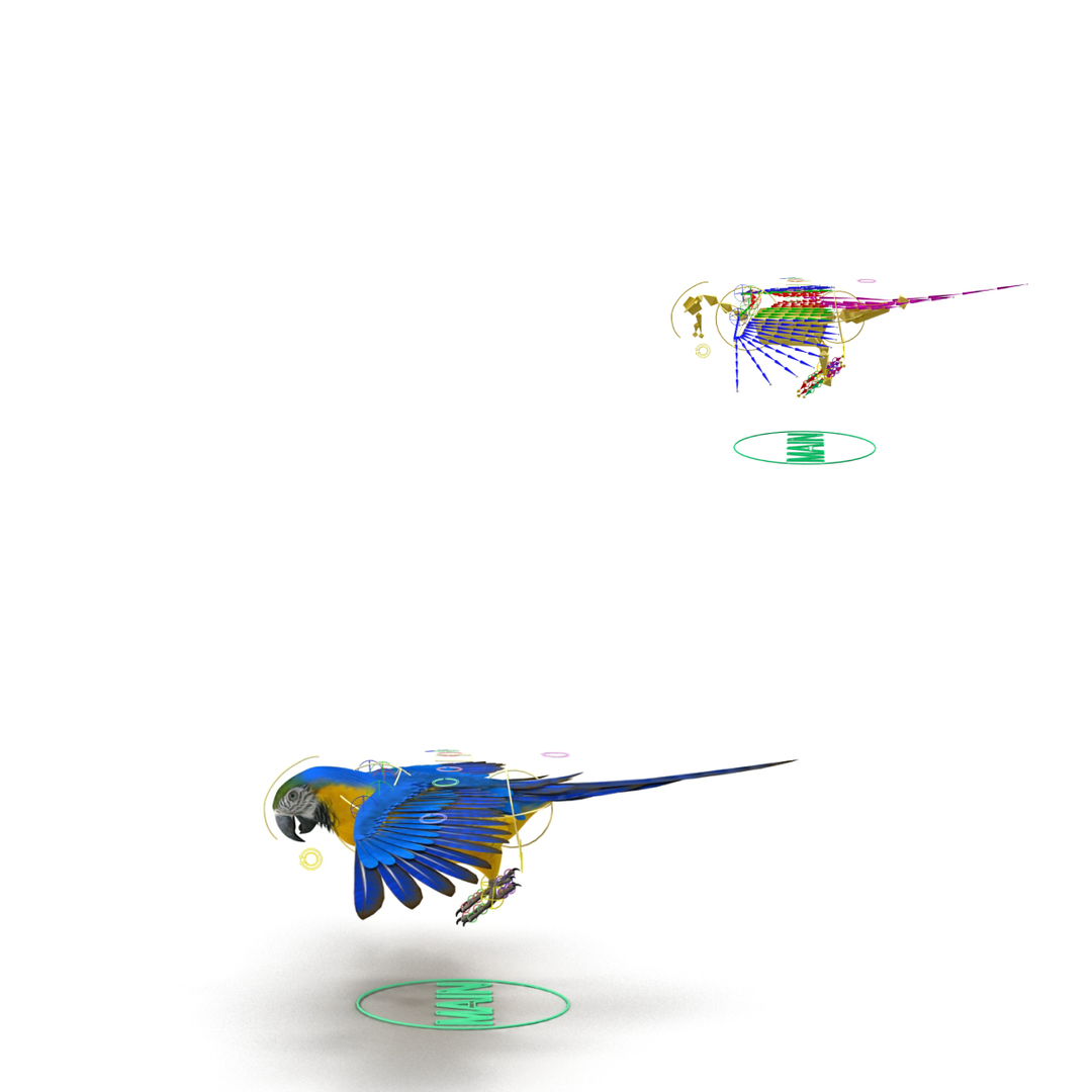 blue gold macaw rigged max