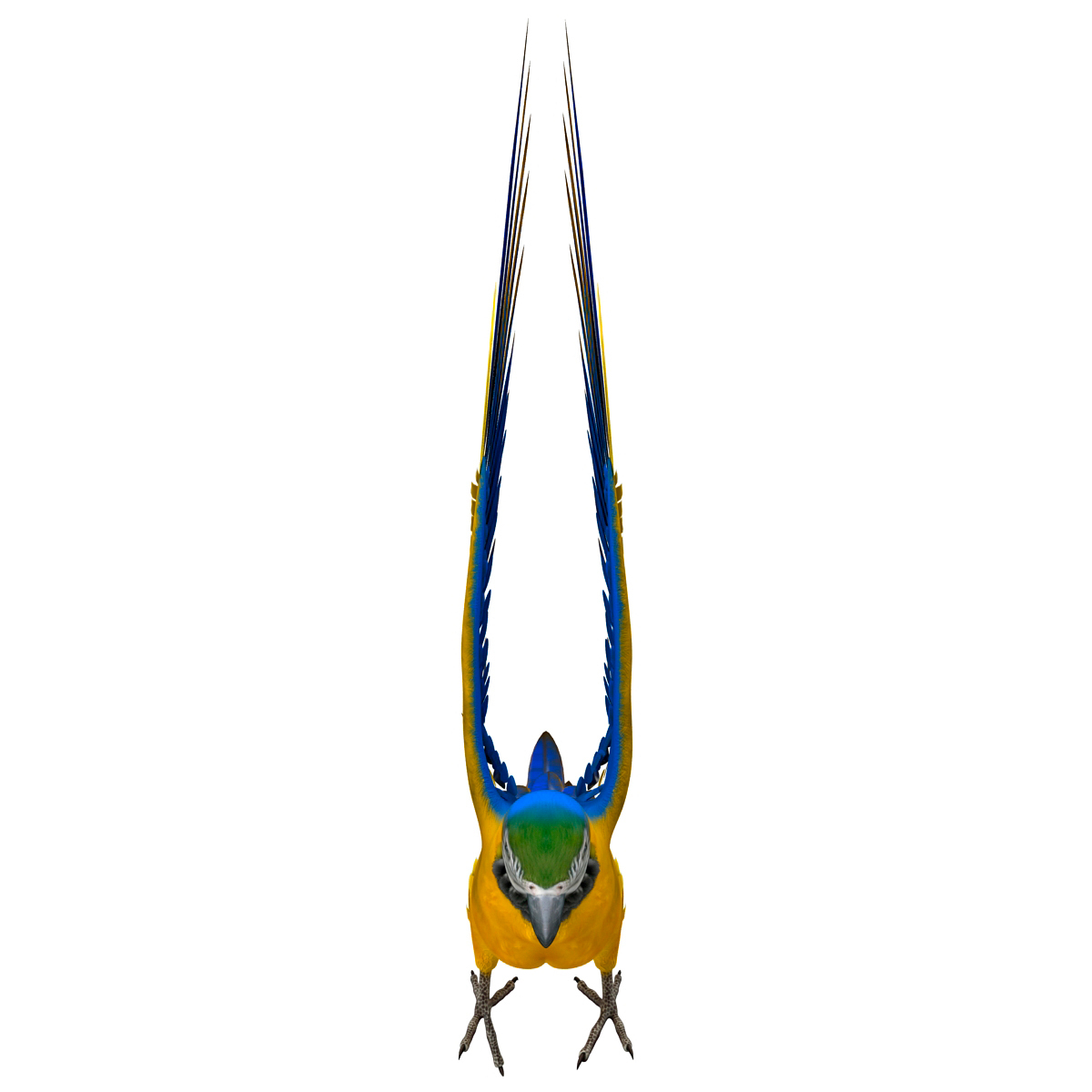 blue gold macaw rigged max