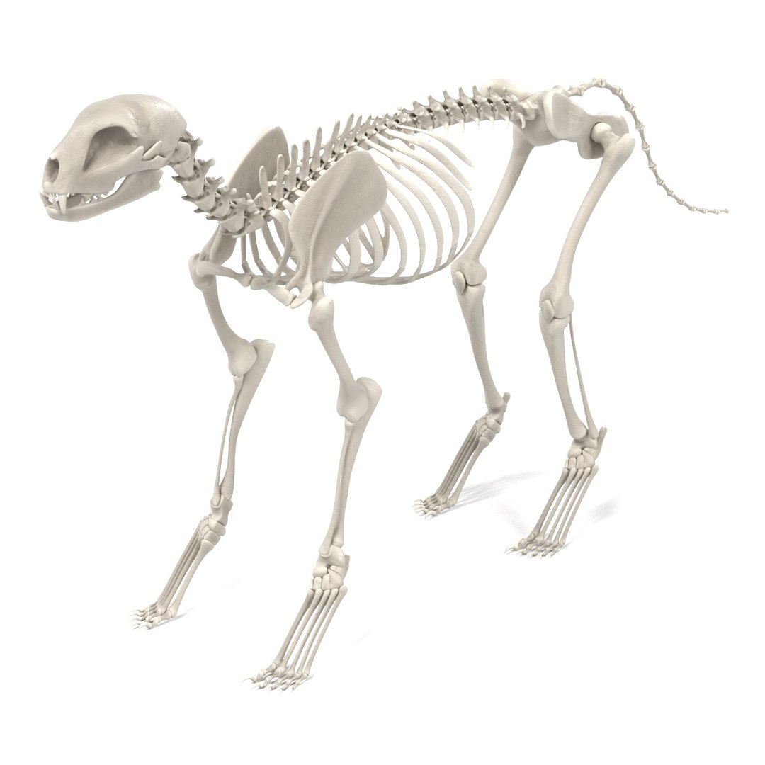 Cat Skeleton 3d 3ds