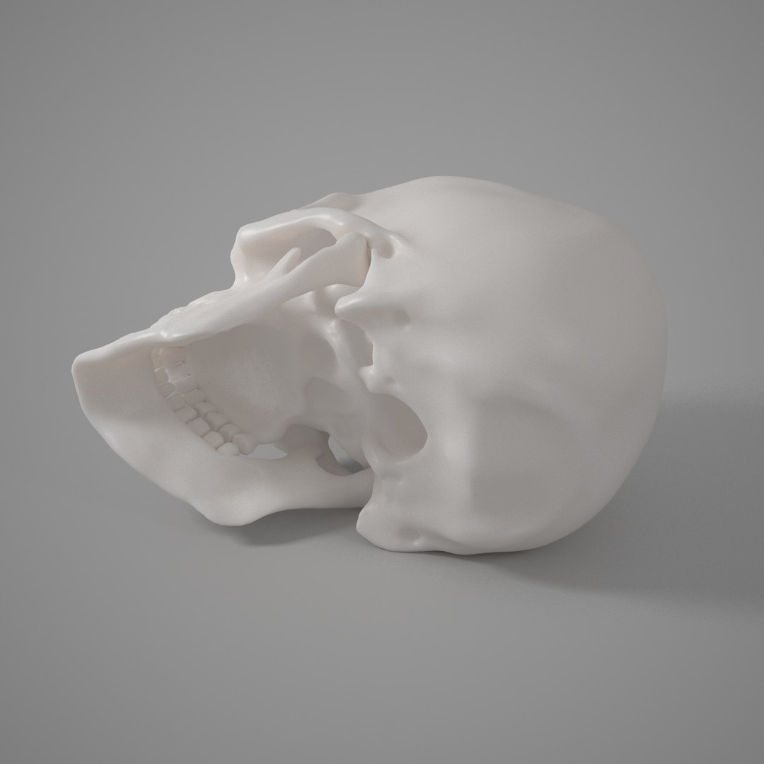 3d skull model