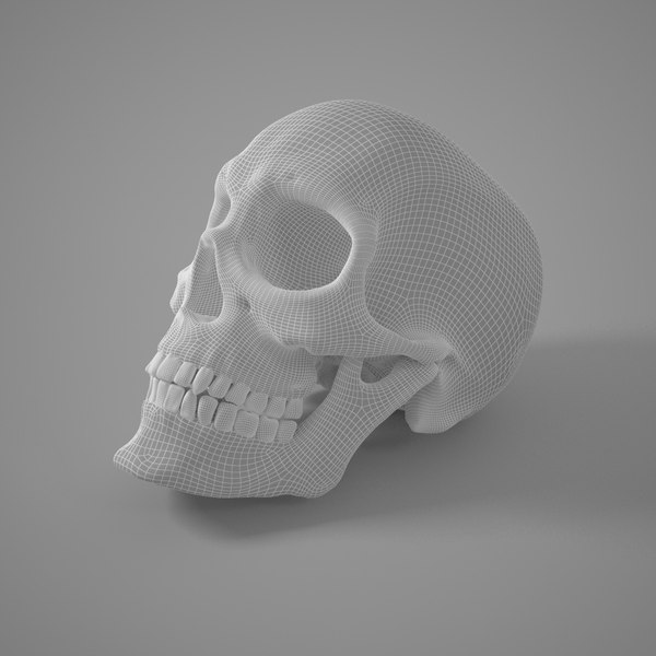 3d skull model