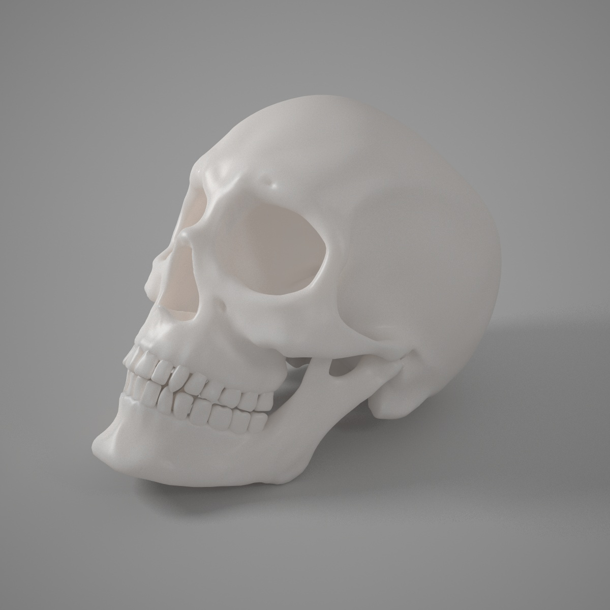 3d skull model