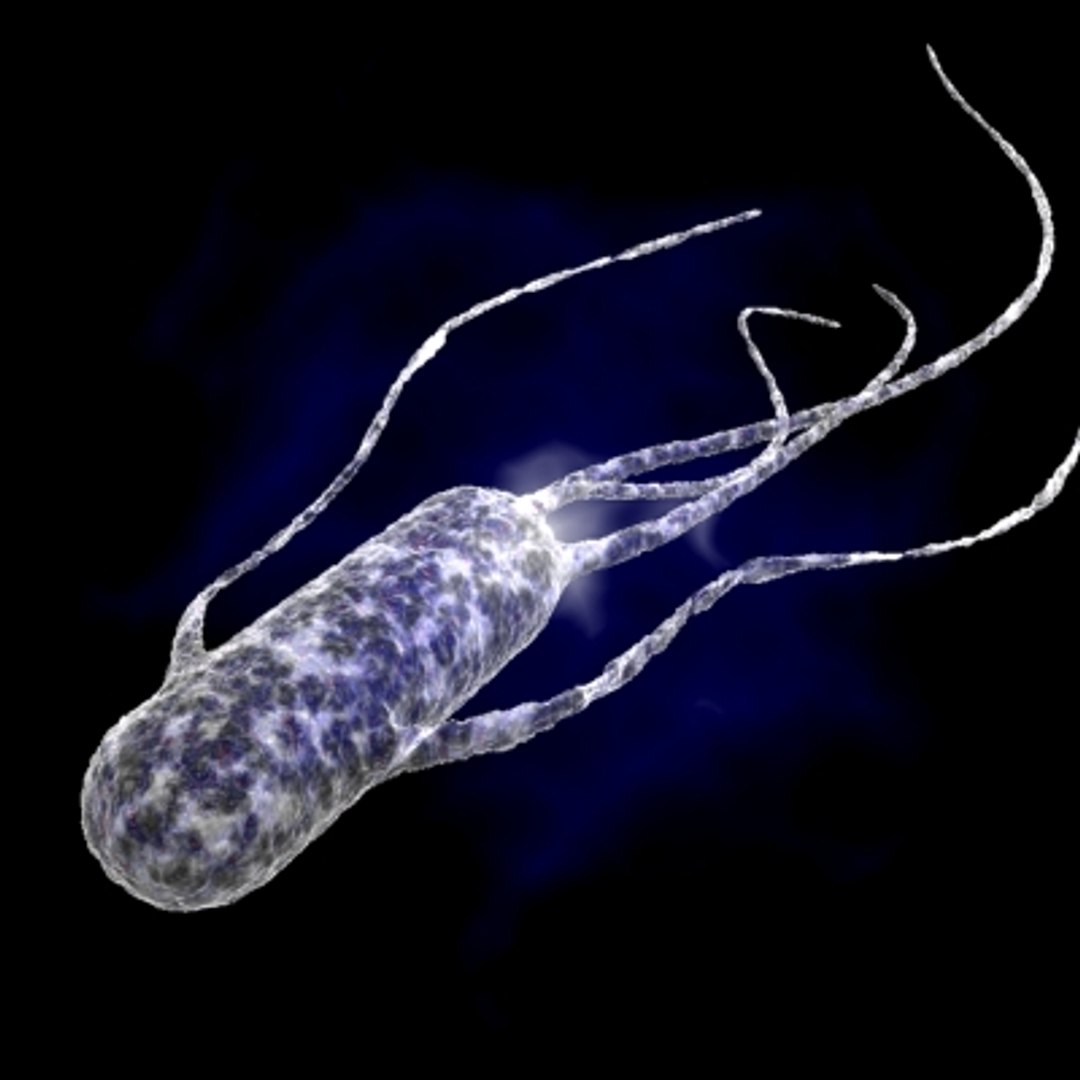 Peritrichous Bacteria 3d Model