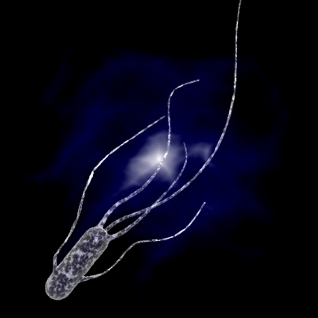 Peritrichous Bacteria 3d Model