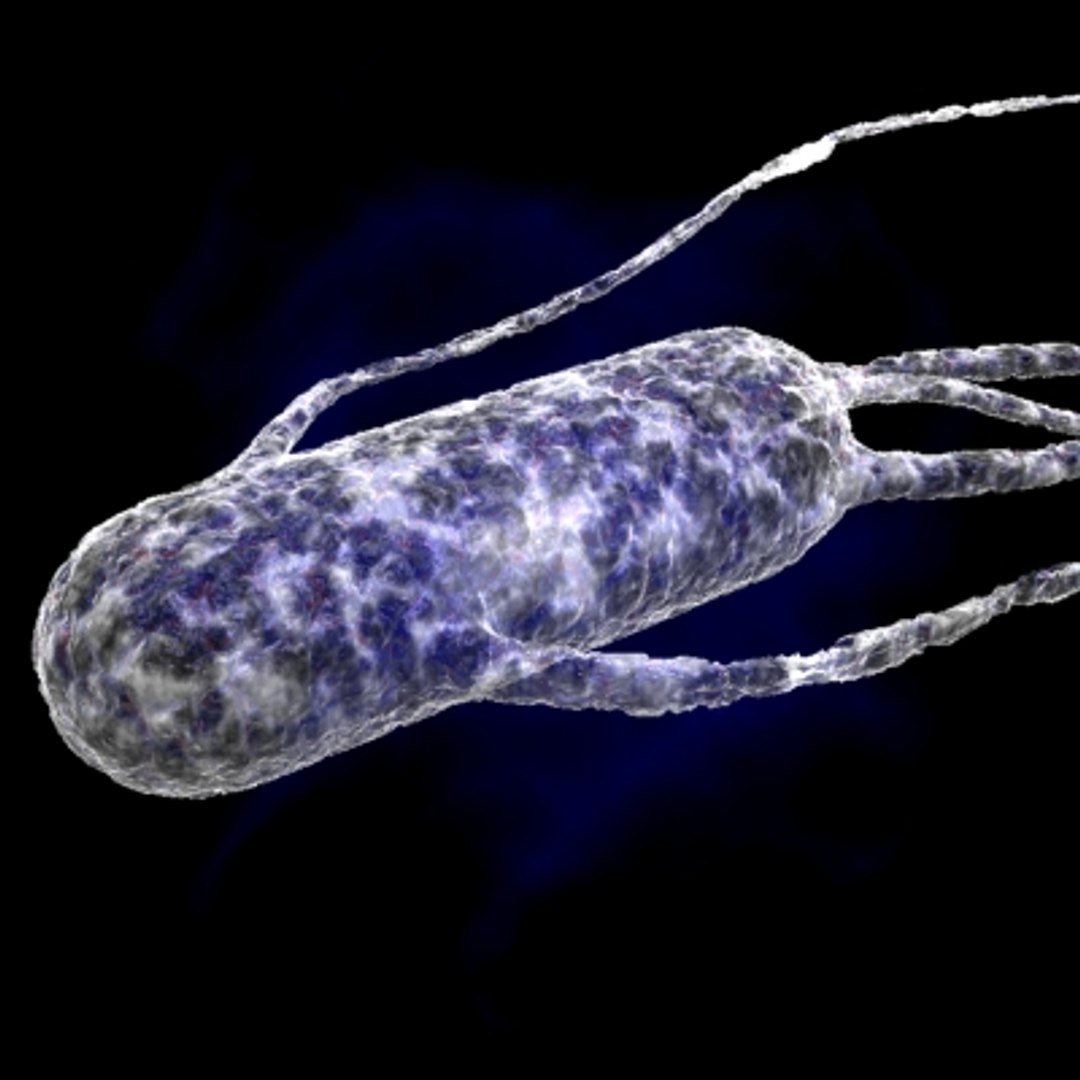 Peritrichous Bacteria 3d Model