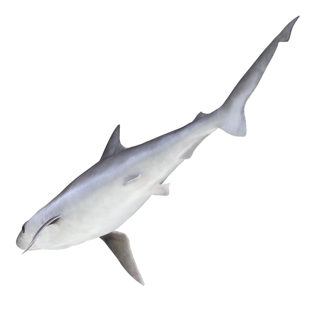 milk shark rigged 3d max