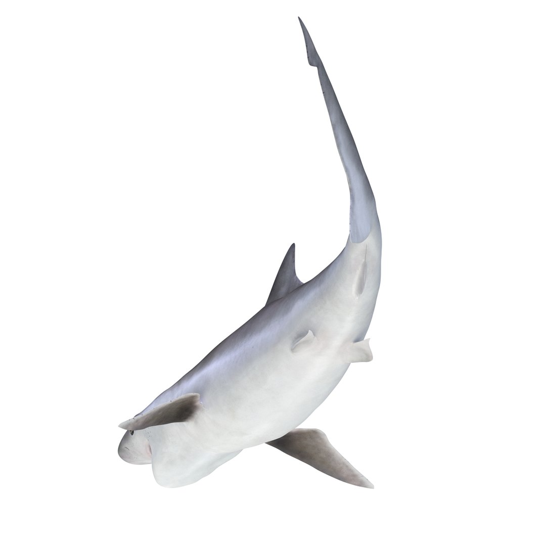milk shark rigged 3d max