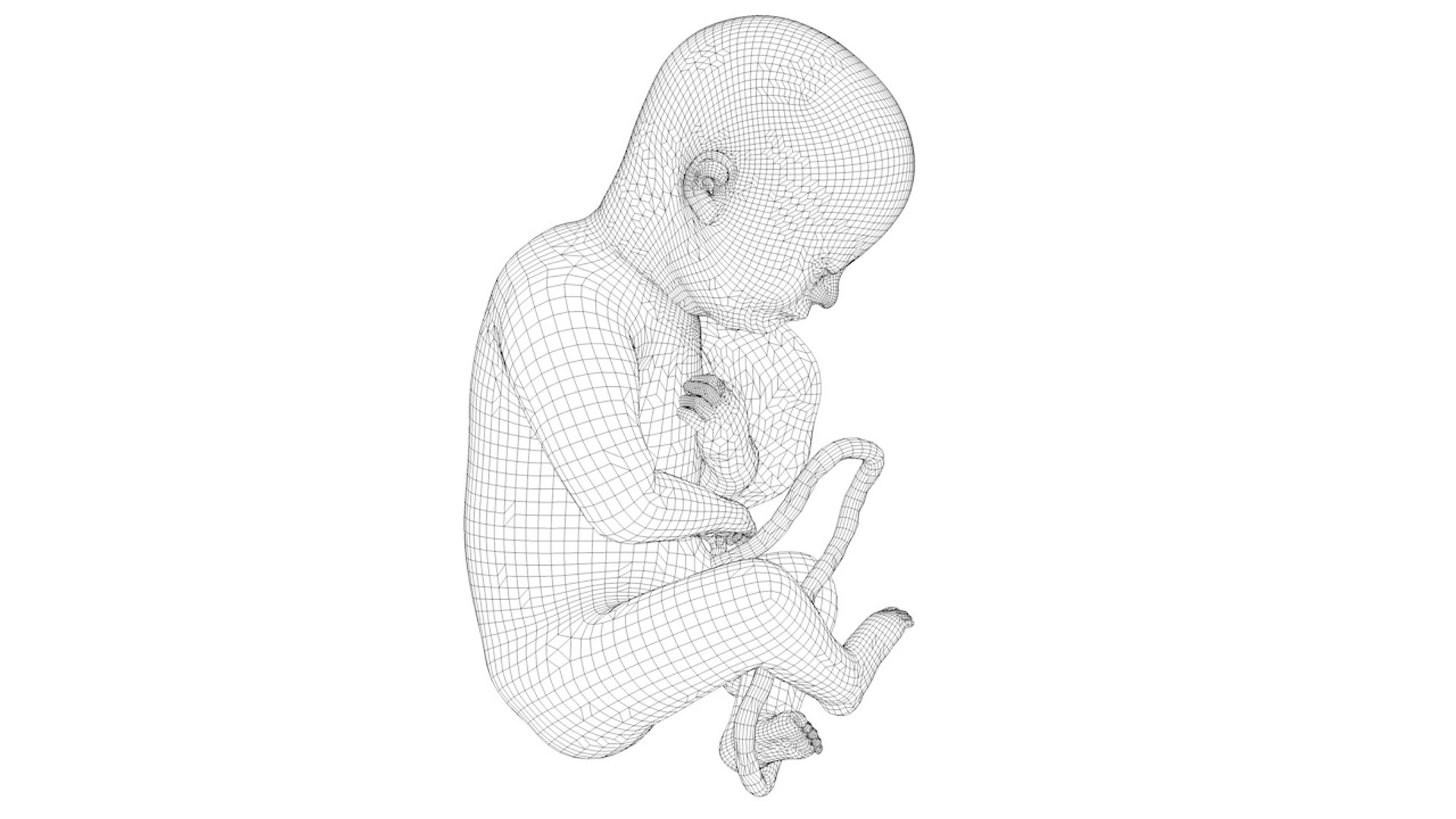 Fetus Baby Place 3D Model - TurboSquid 1426989