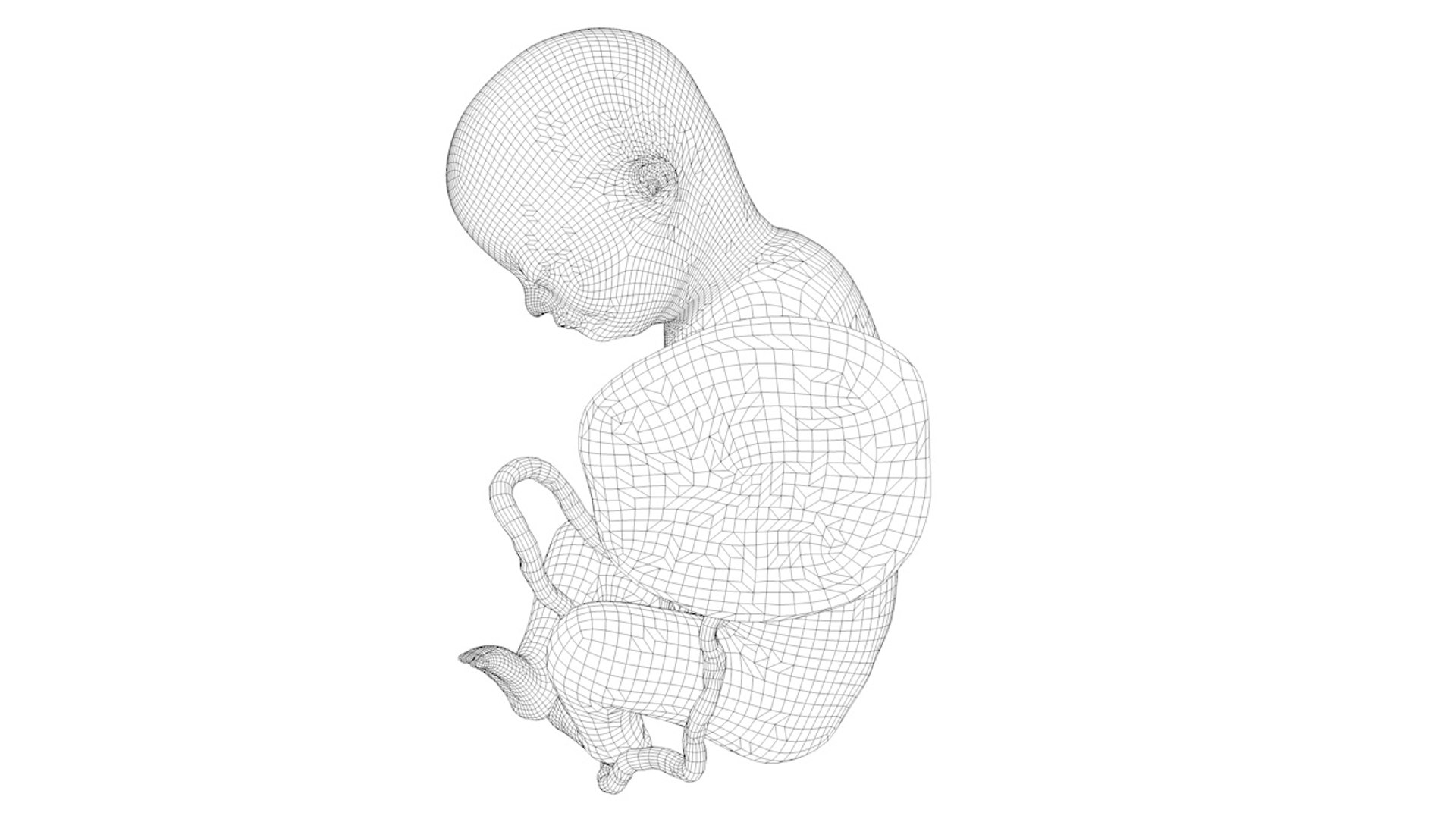 Fetus Baby Place 3D Model - TurboSquid 1426989