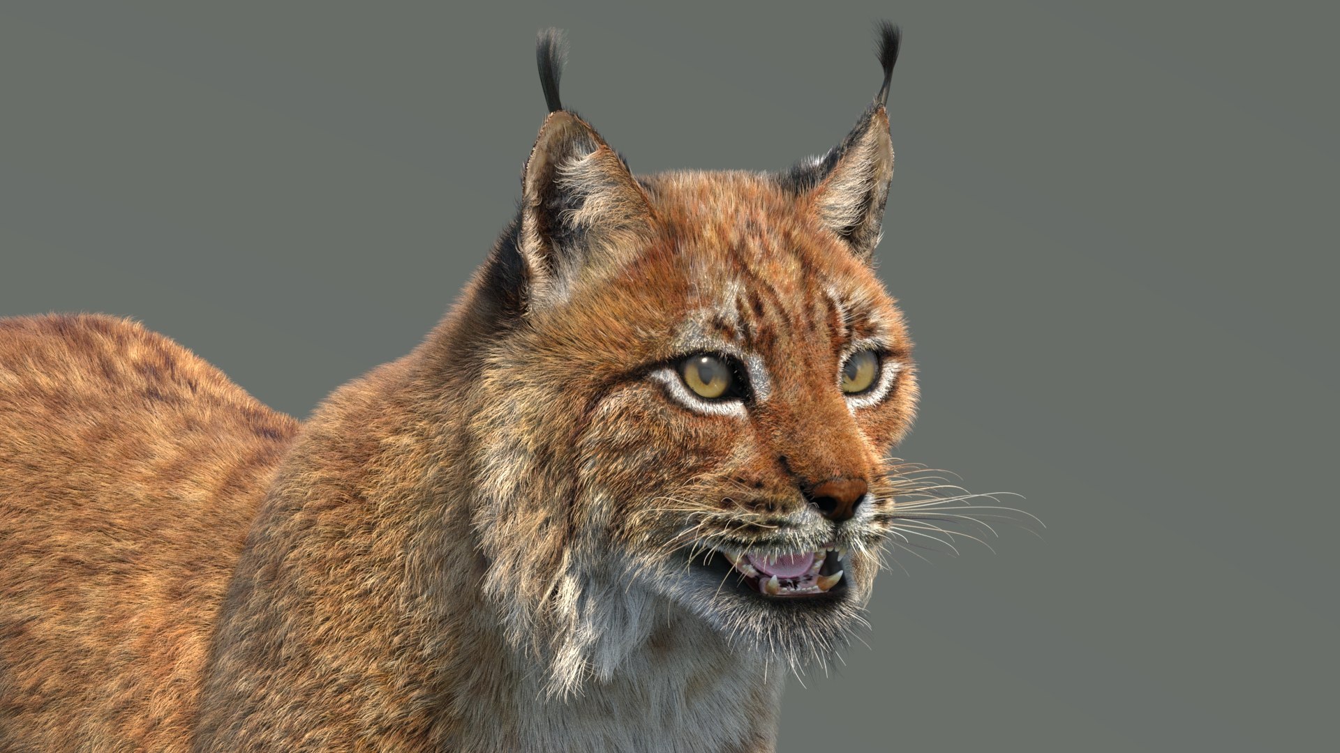 Eurasian Lynx Fur 3d Model
