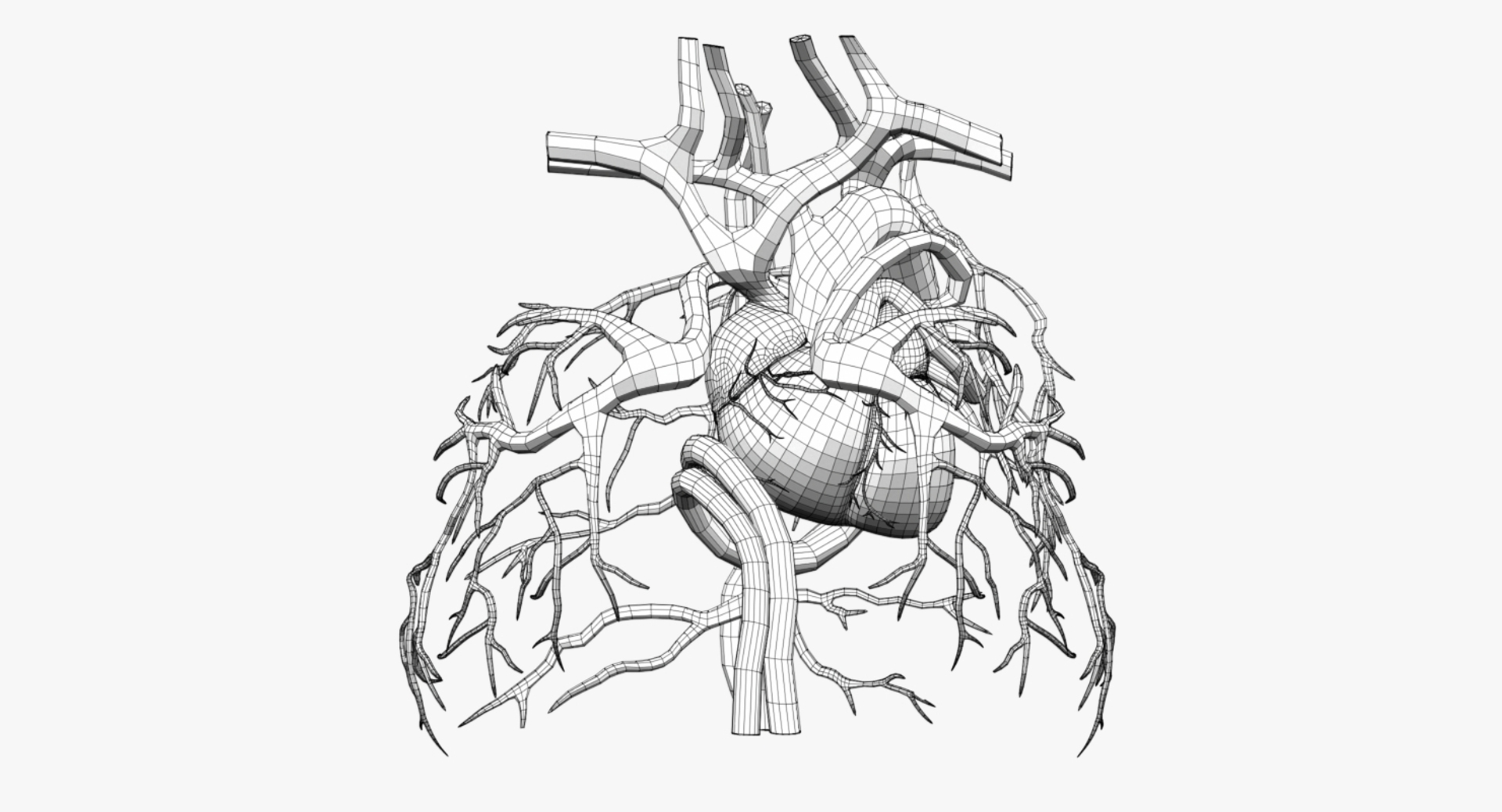 Heart Circulatory 3d Obj