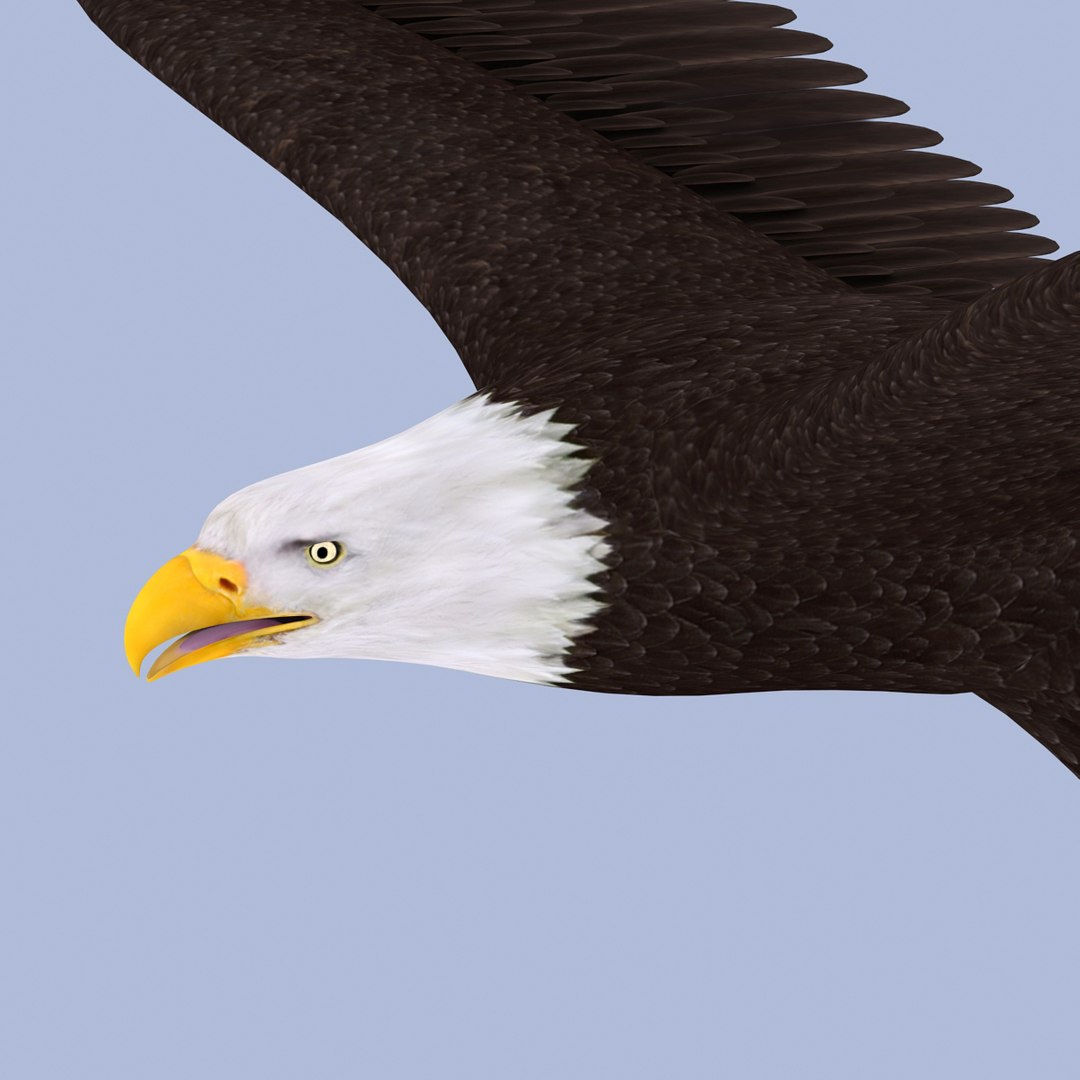 Eagle Bald 3d Model
