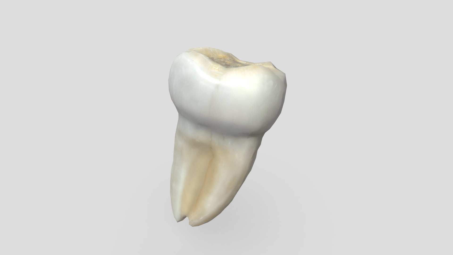 3D Human Tooth 2 Model - TurboSquid 2259262