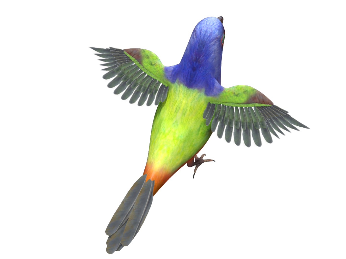 Bunting Bird 3d Model