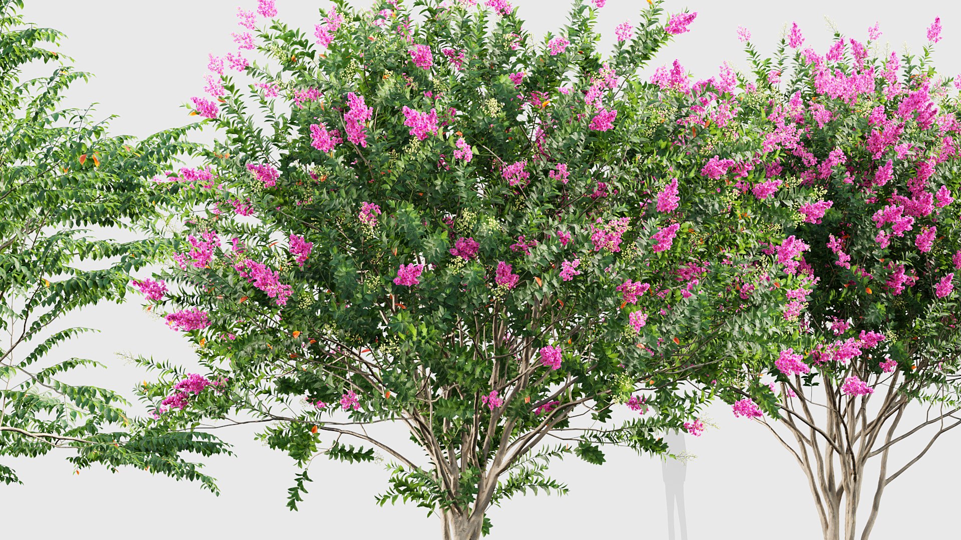 3D Model Lagerstroemia Indica Crape Myrtle 3D Model - TurboSquid 2117805
