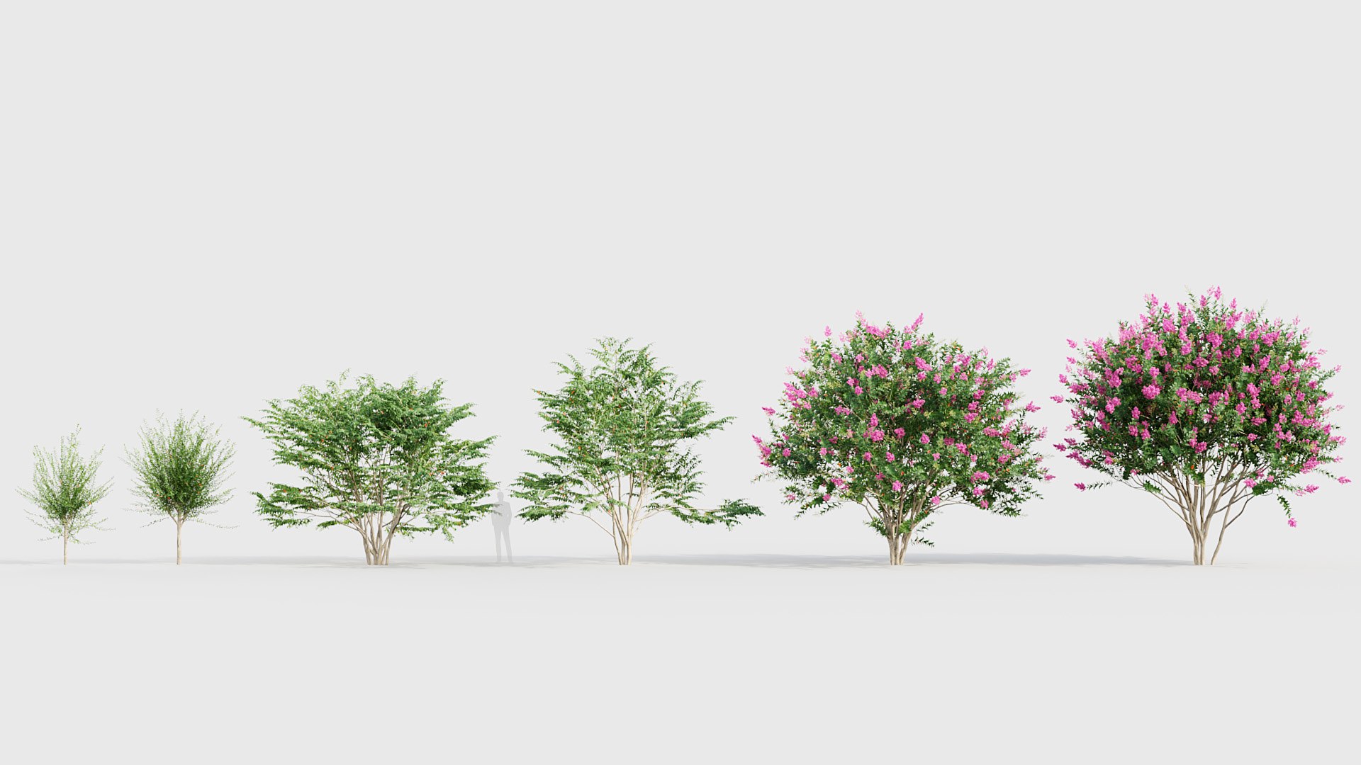 3D Model Lagerstroemia Indica Crape Myrtle 3D Model - TurboSquid 2117805