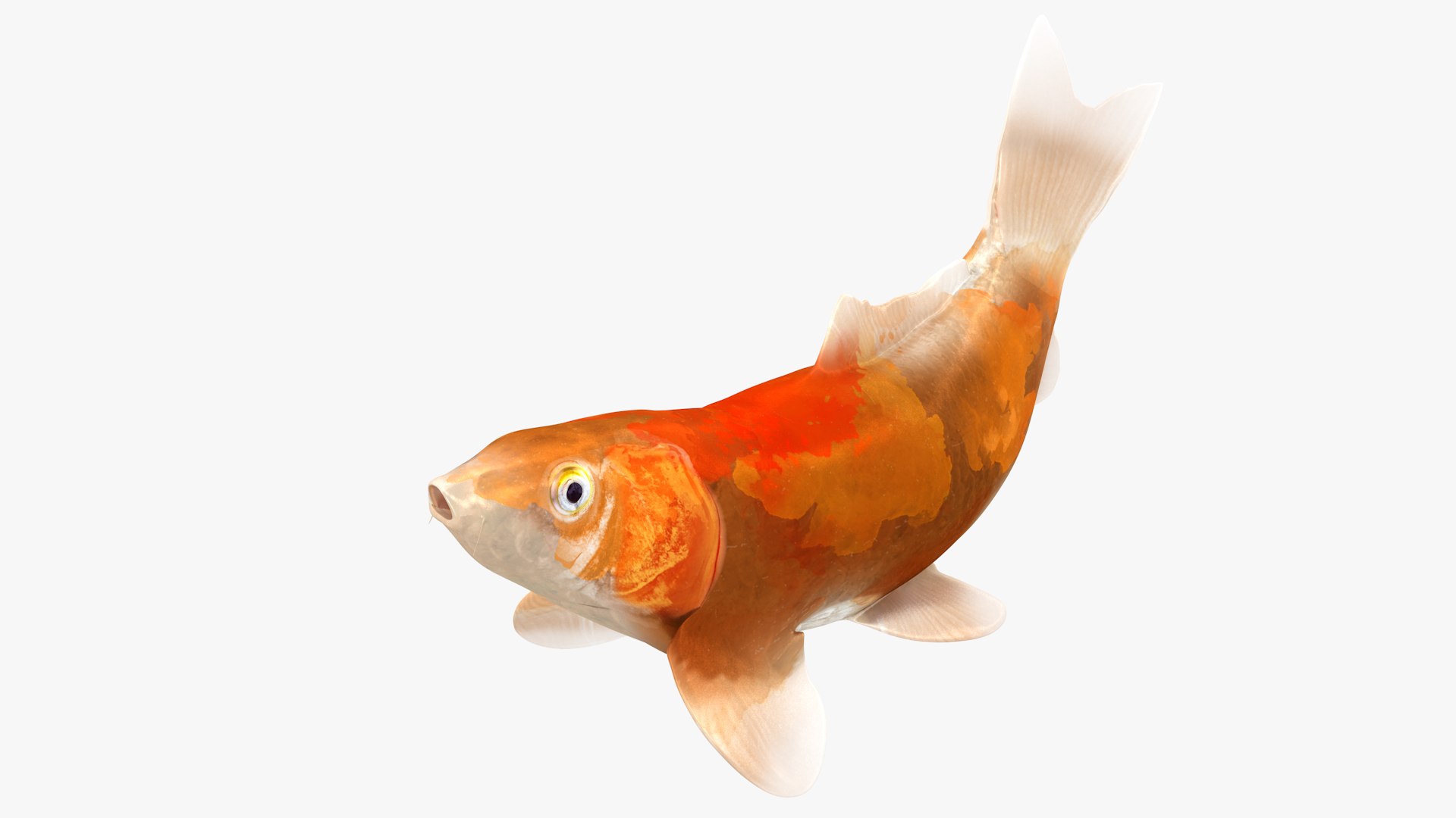3D Japanese Carp Fish Rigged L1843 Model - TurboSquid 1969235
