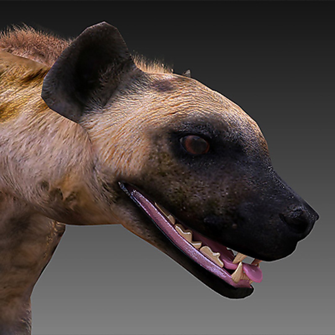 Spotted Hyena 3d Model