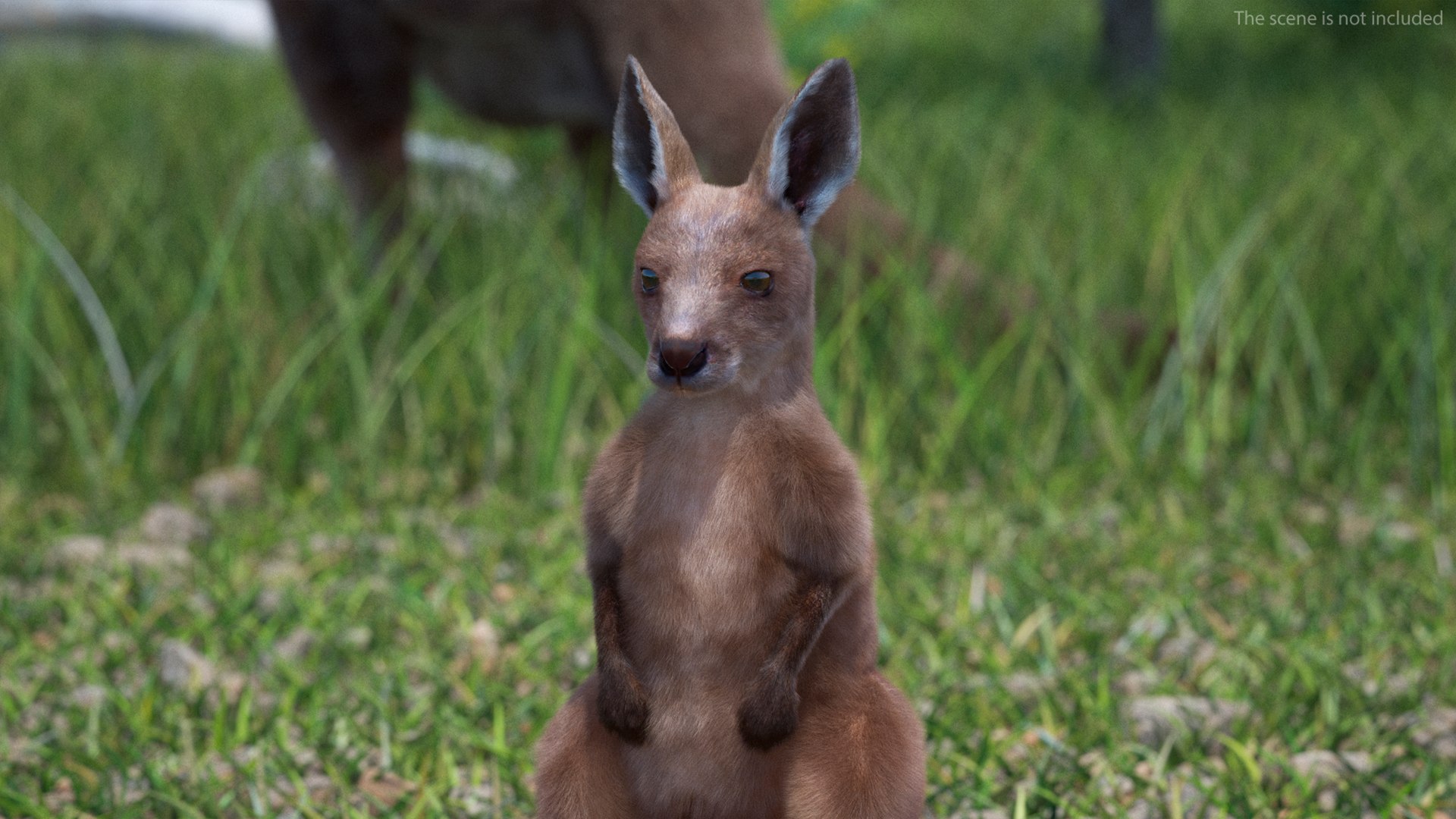 3D Model Baby Kangaroo Fur Rigged - TurboSquid 2247287