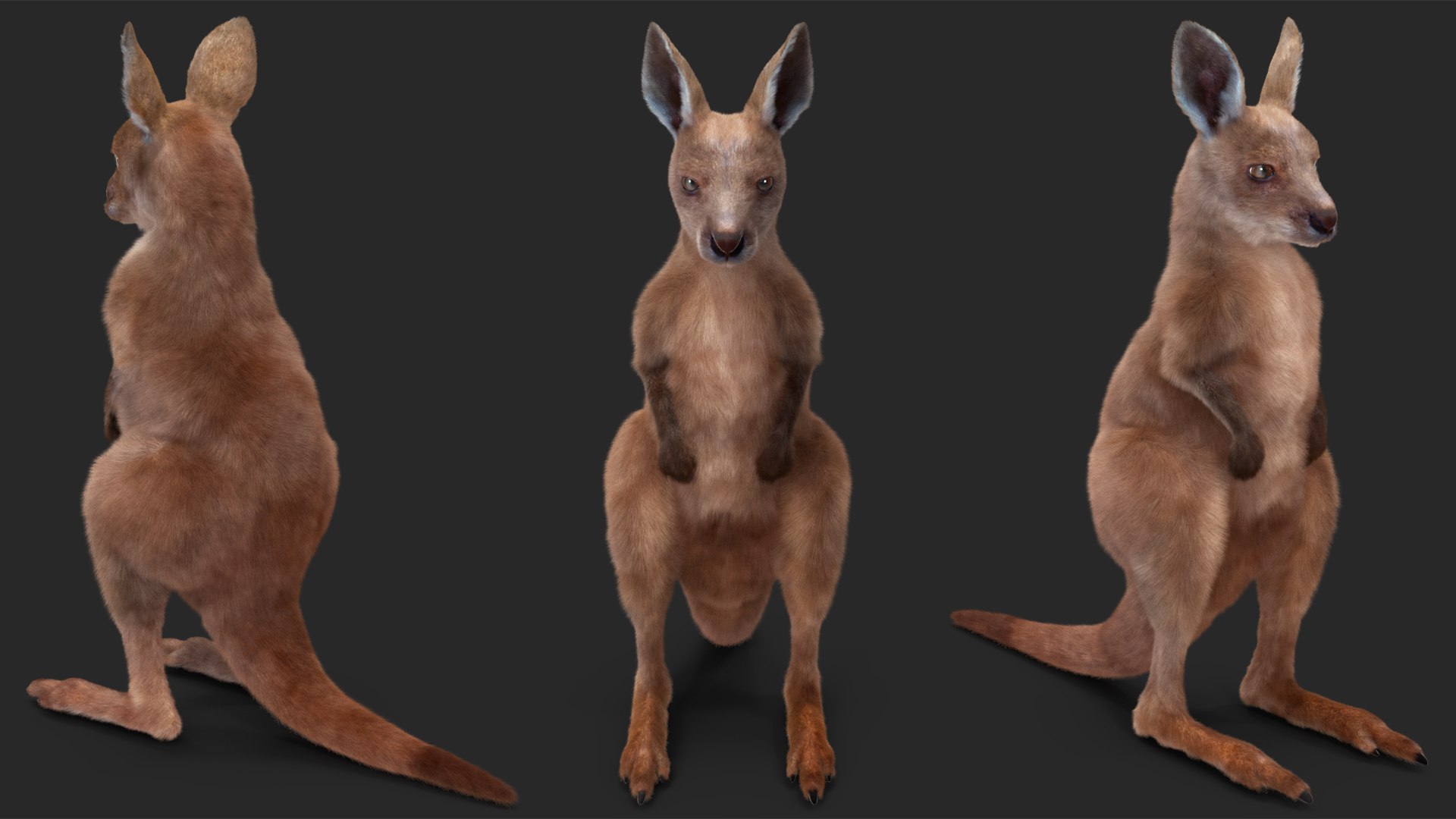 3D Model Baby Kangaroo Fur Rigged - TurboSquid 2247287