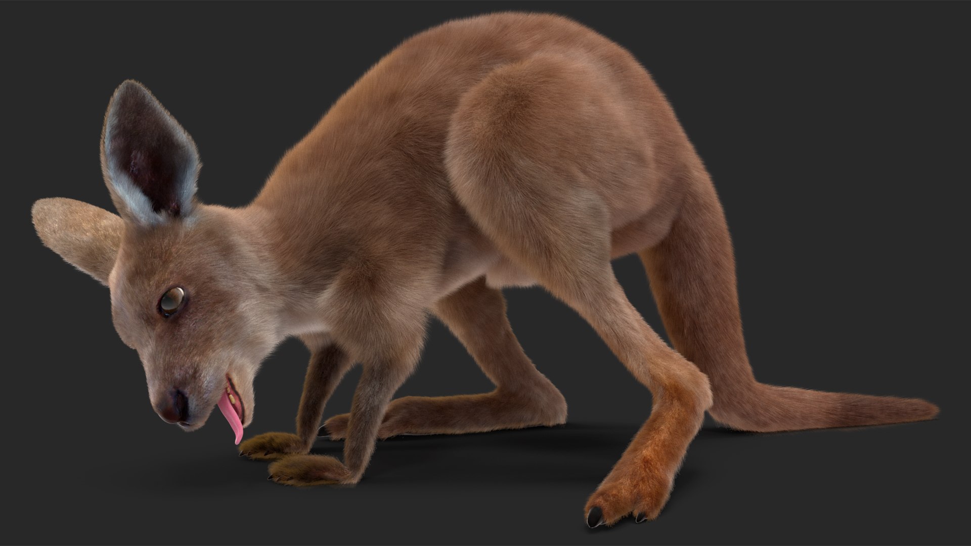 3D Model Baby Kangaroo Fur Rigged - TurboSquid 2247287