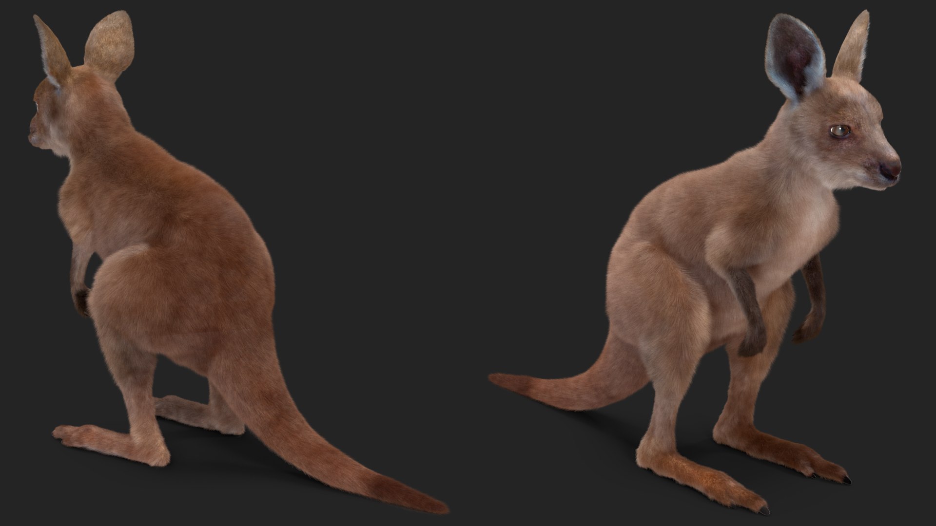 3D Model Baby Kangaroo Fur Rigged - TurboSquid 2247287