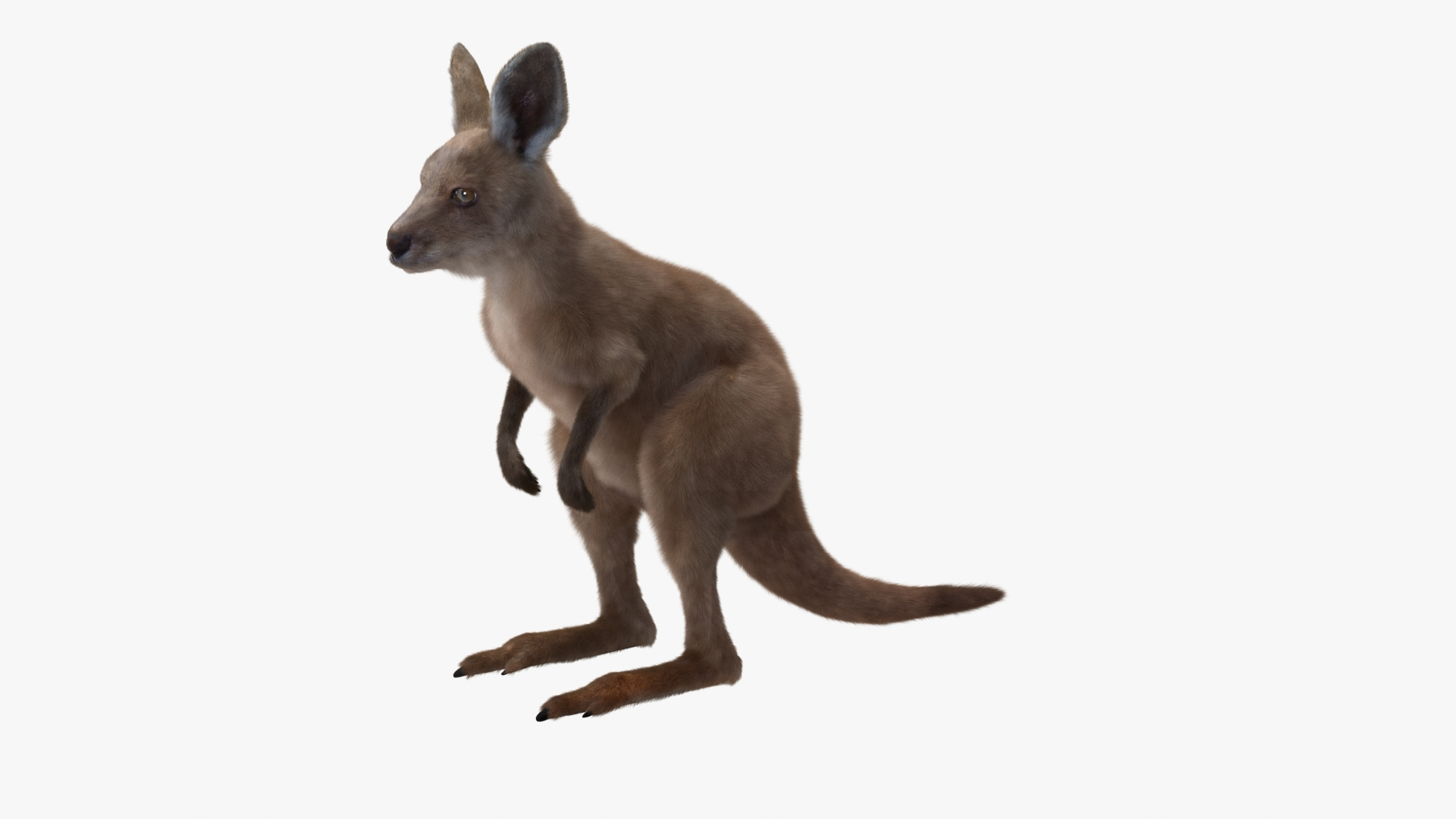 3D Model Baby Kangaroo Fur Rigged - TurboSquid 2247287