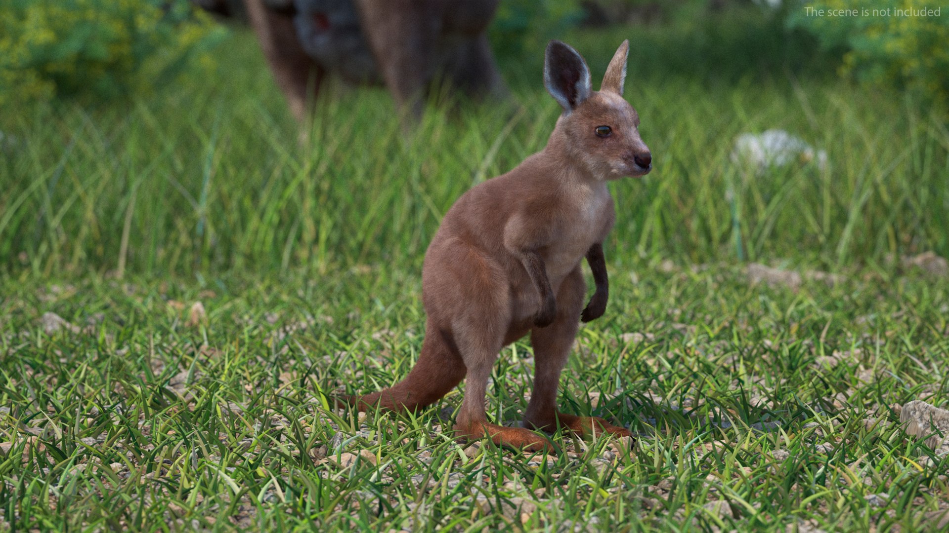 3D Model Baby Kangaroo Fur Rigged - TurboSquid 2247287