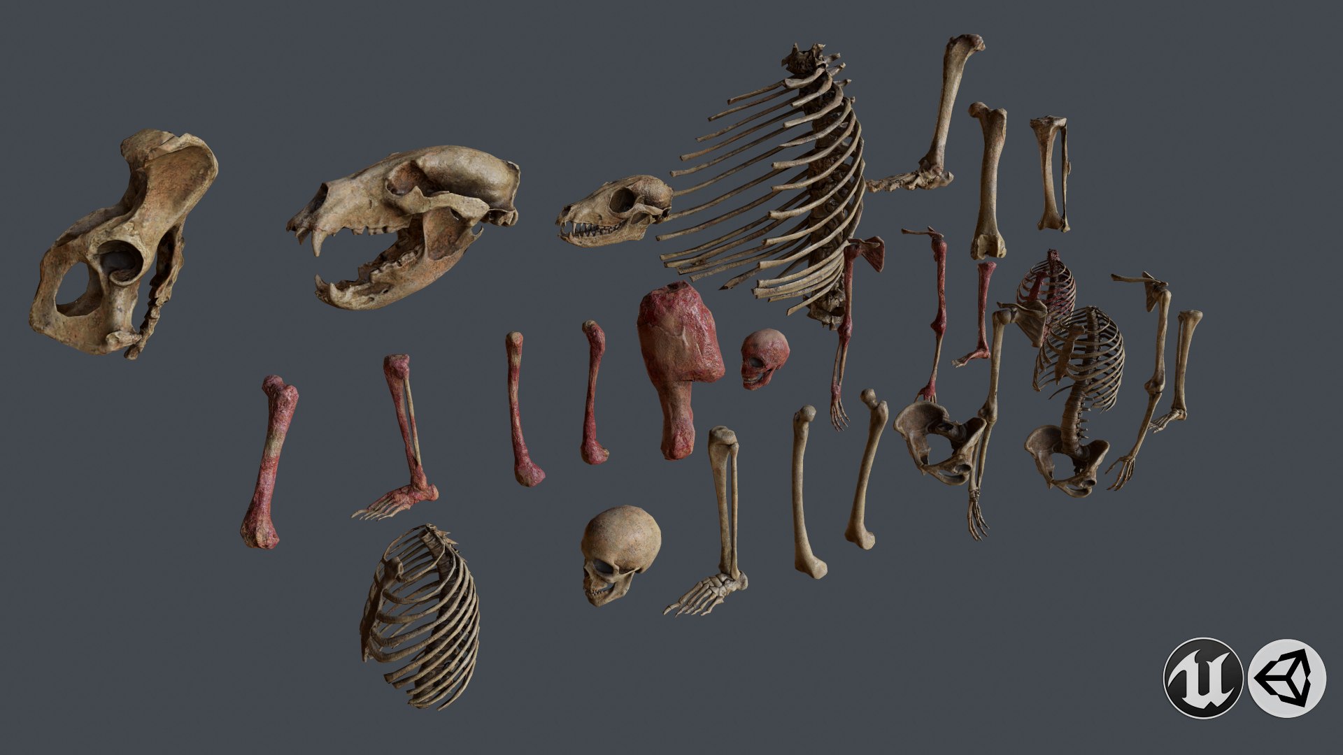 Bone Animal 3D Model - TurboSquid 1375811