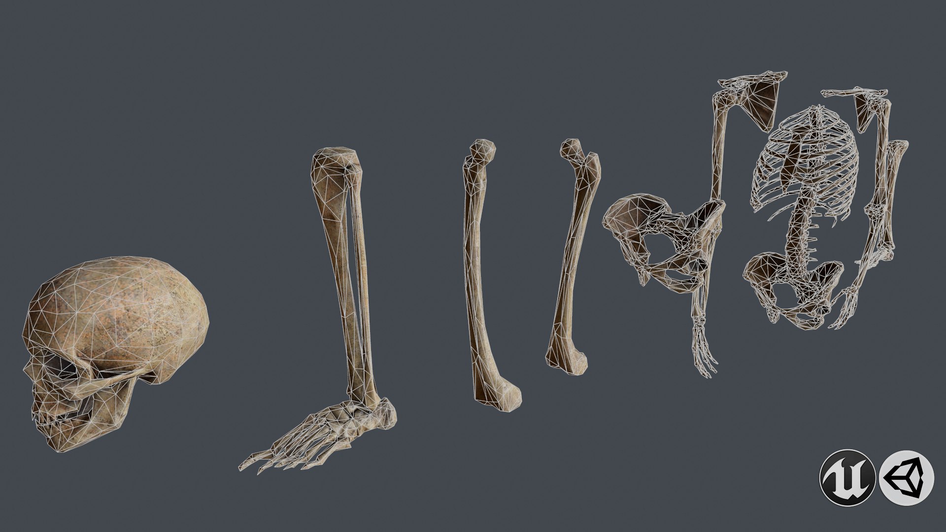 Bone Animal 3D Model - TurboSquid 1375811