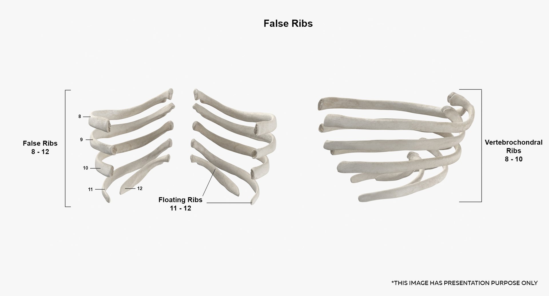 Human Rib Cages Spines Clavicles and Scapula Bones White Collection 01 ...