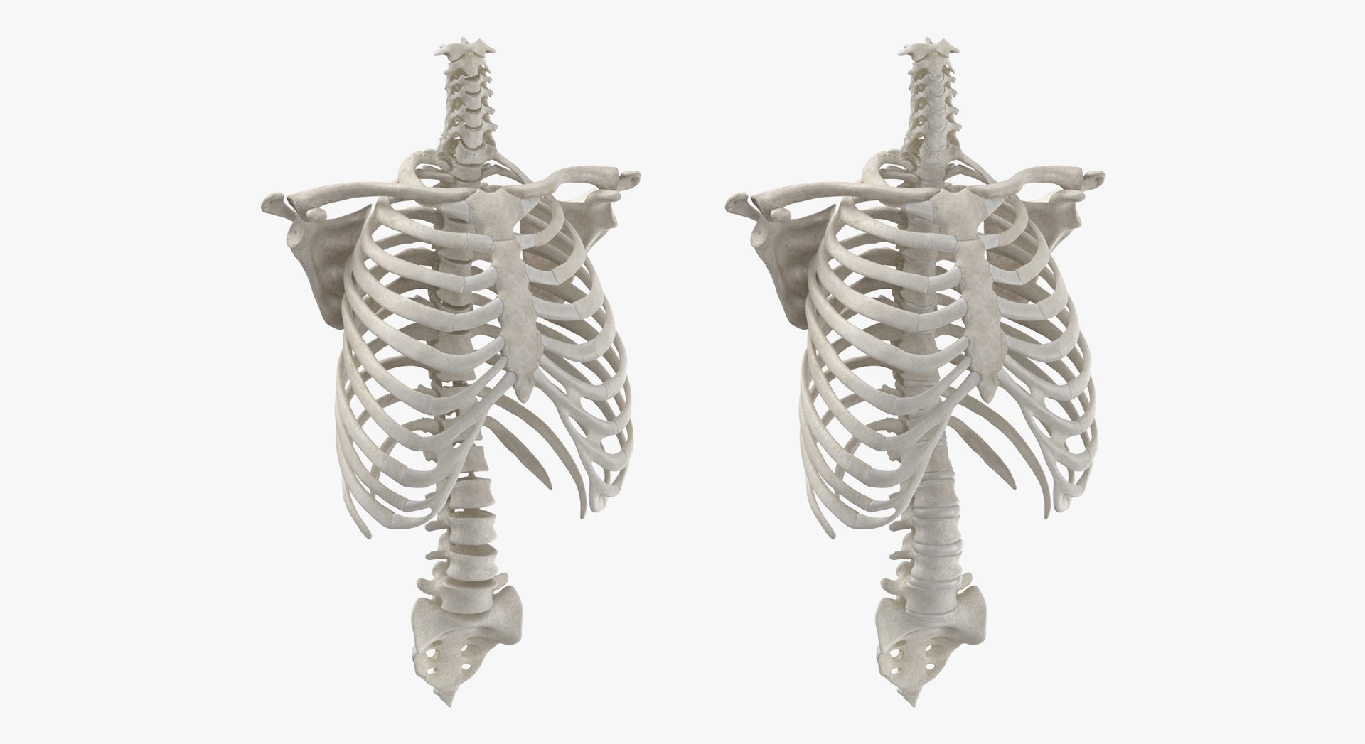 Human Rib Cages Spines Clavicles and Scapula Bones White Collection 01 - 2 models 3D model ...
