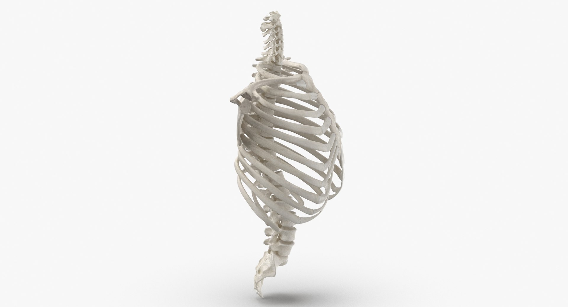 Human Rib Cages Spines Clavicles and Scapula Bones White Collection 01 ...