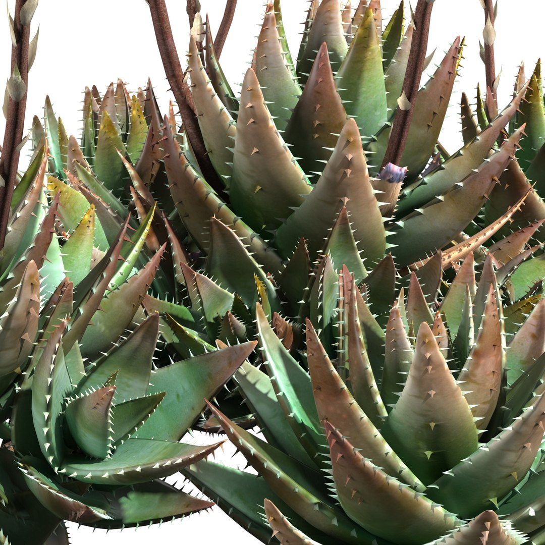 3D Model Aloe Brevifolia - Short Leaf Aloe 04 - TurboSquid 1903338