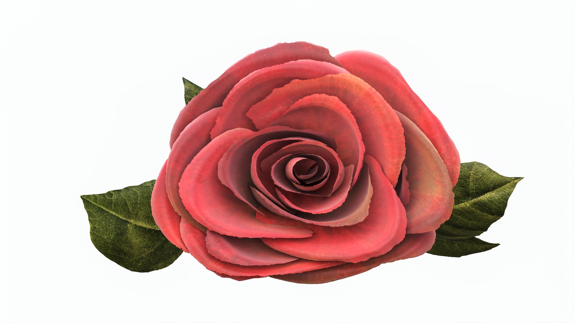 Single Beautiful Red Rose On Ground Model - TurboSquid 2238037