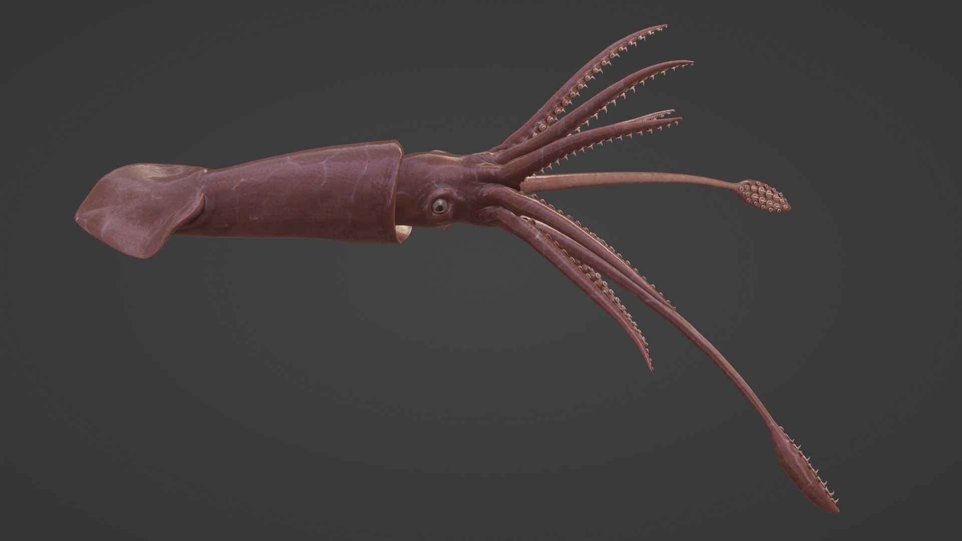 3D Kraken Squid Giant Model - TurboSquid 1999625