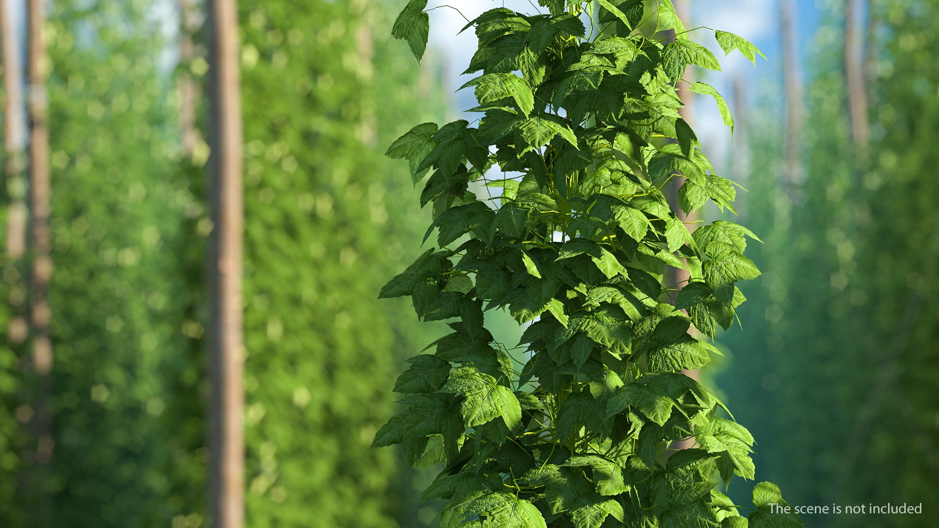 Growing green hop plant model - TurboSquid 1442840