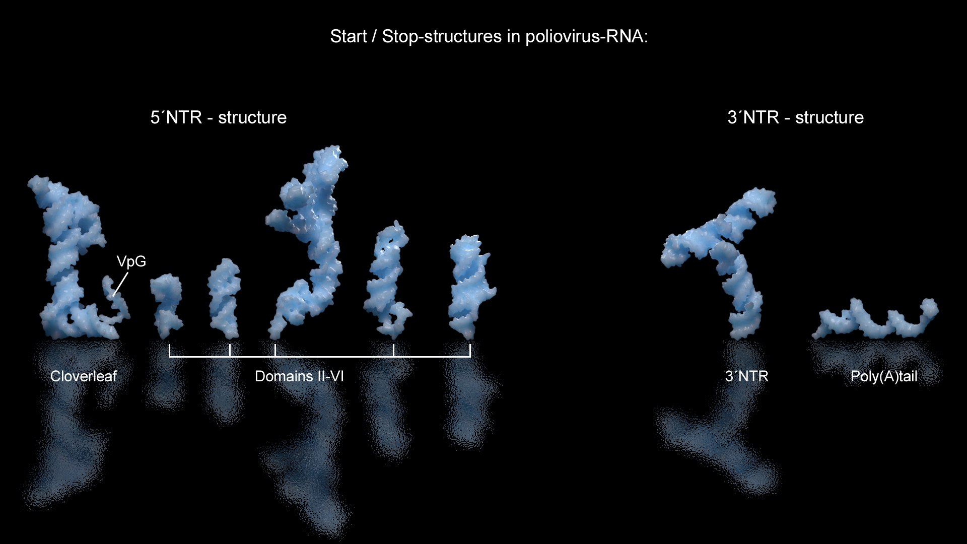3D Poliovirus Type 1 Mahoney With RNA - TurboSquid 2346110