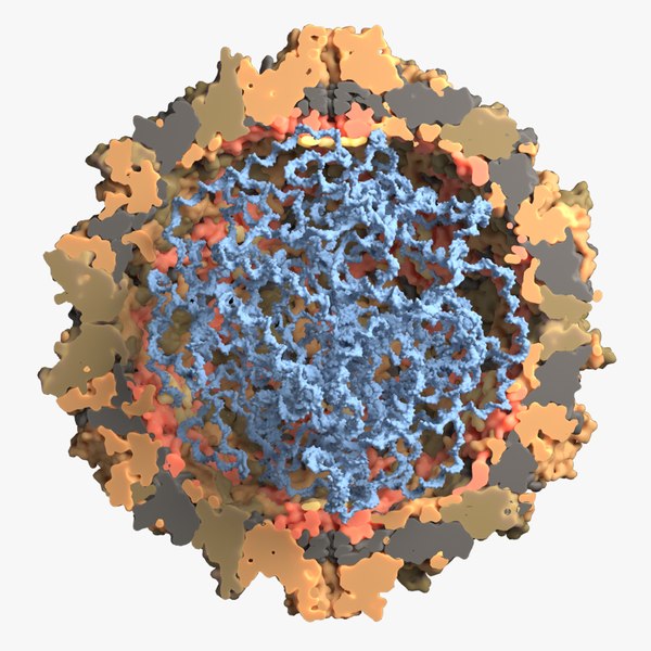 modelo 3d Poliovirus tipo 1 Mahoney con ARN - TurboSquid 2346110