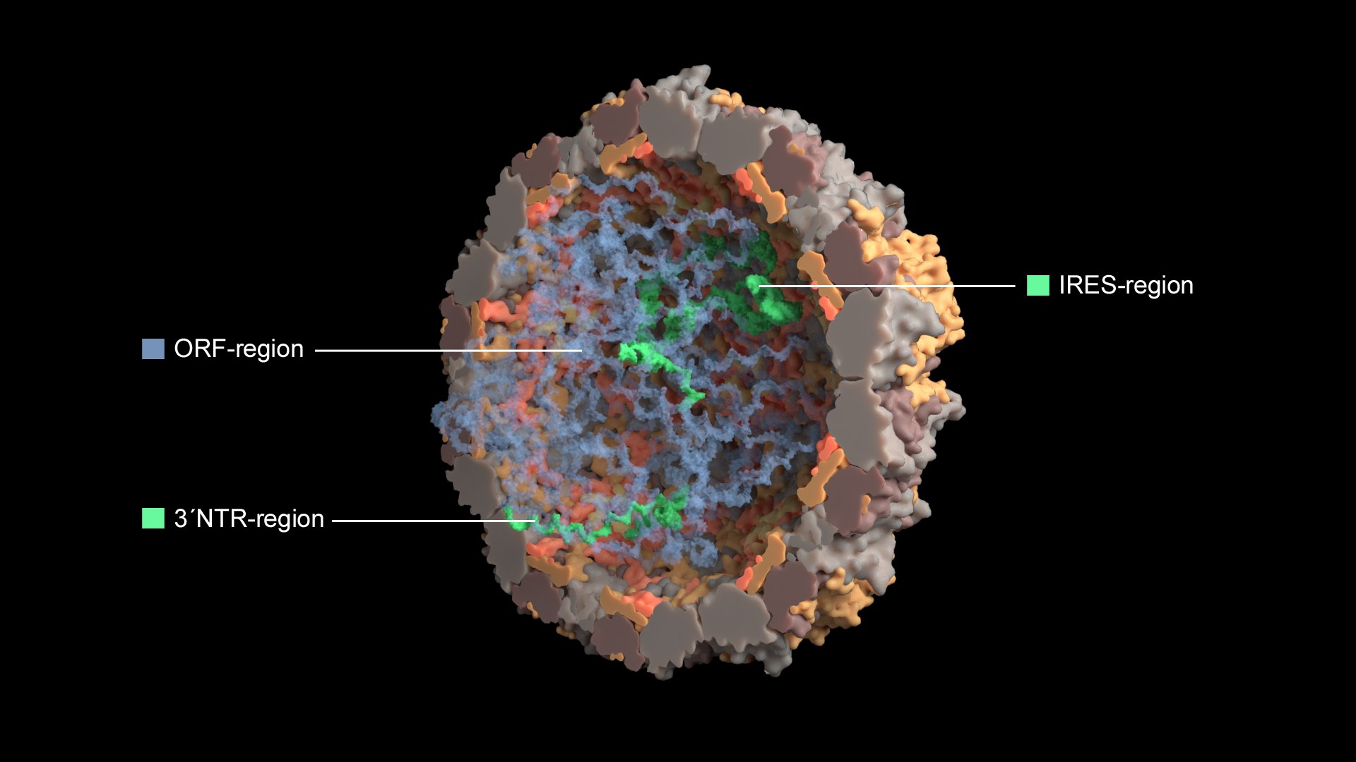 3D Poliovirus Type 1 Mahoney With RNA - TurboSquid 2346110