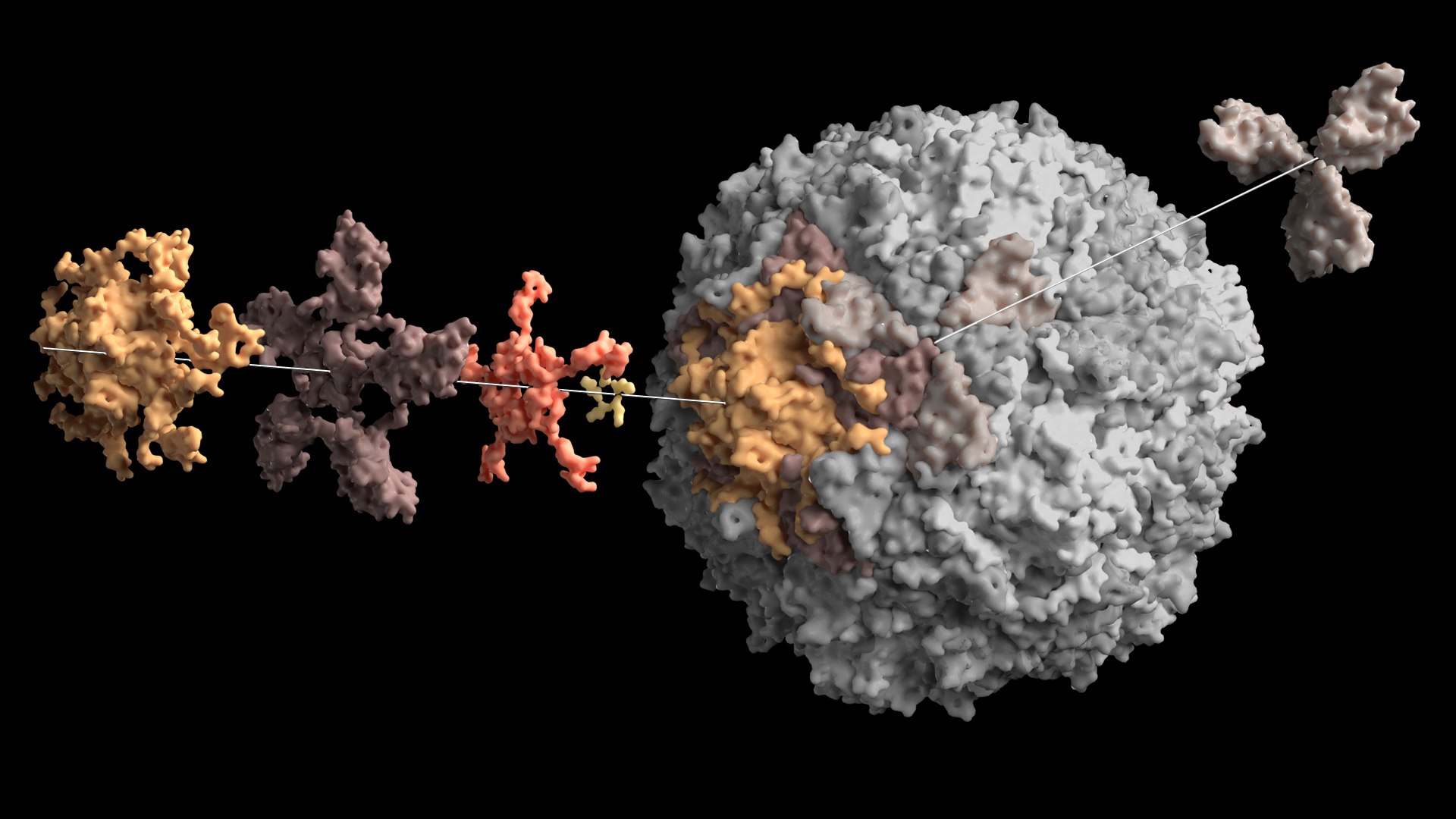 3D Poliovirus Type 1 Mahoney With RNA - TurboSquid 2346110
