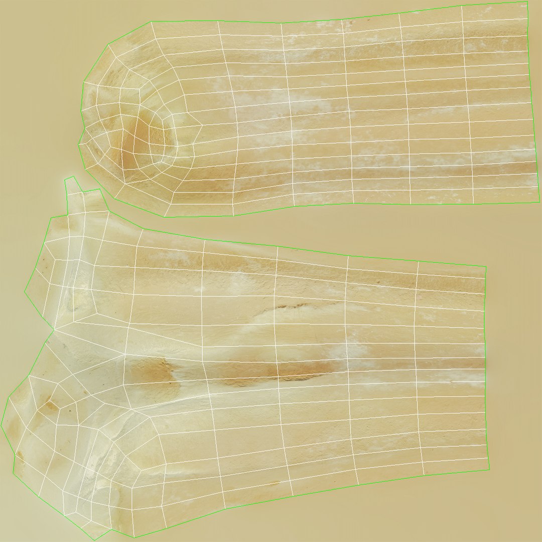 Pavian Monkey Male Tibia 3D - TurboSquid 1573485