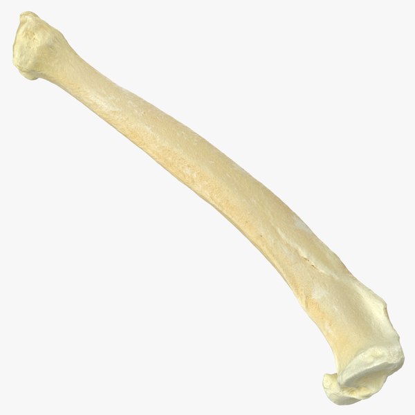 Pavian monkey male fibula 3D - TurboSquid 1577826