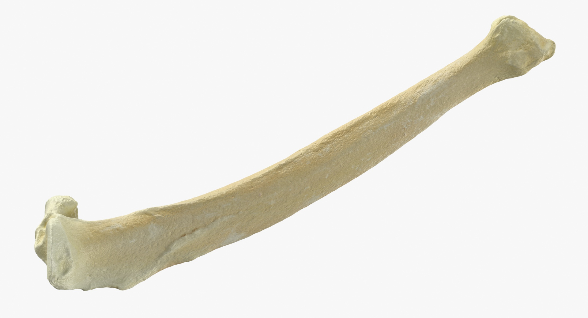 Pavian Monkey Male Tibia 3D - TurboSquid 1573485