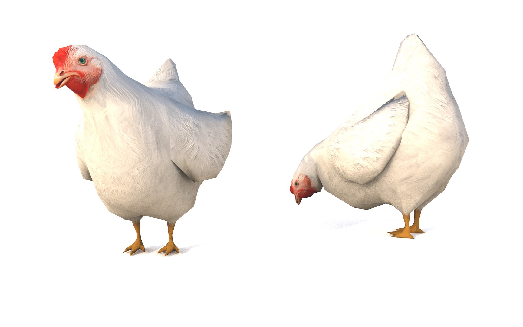 3D White Chicken Animations - TurboSquid 1646956