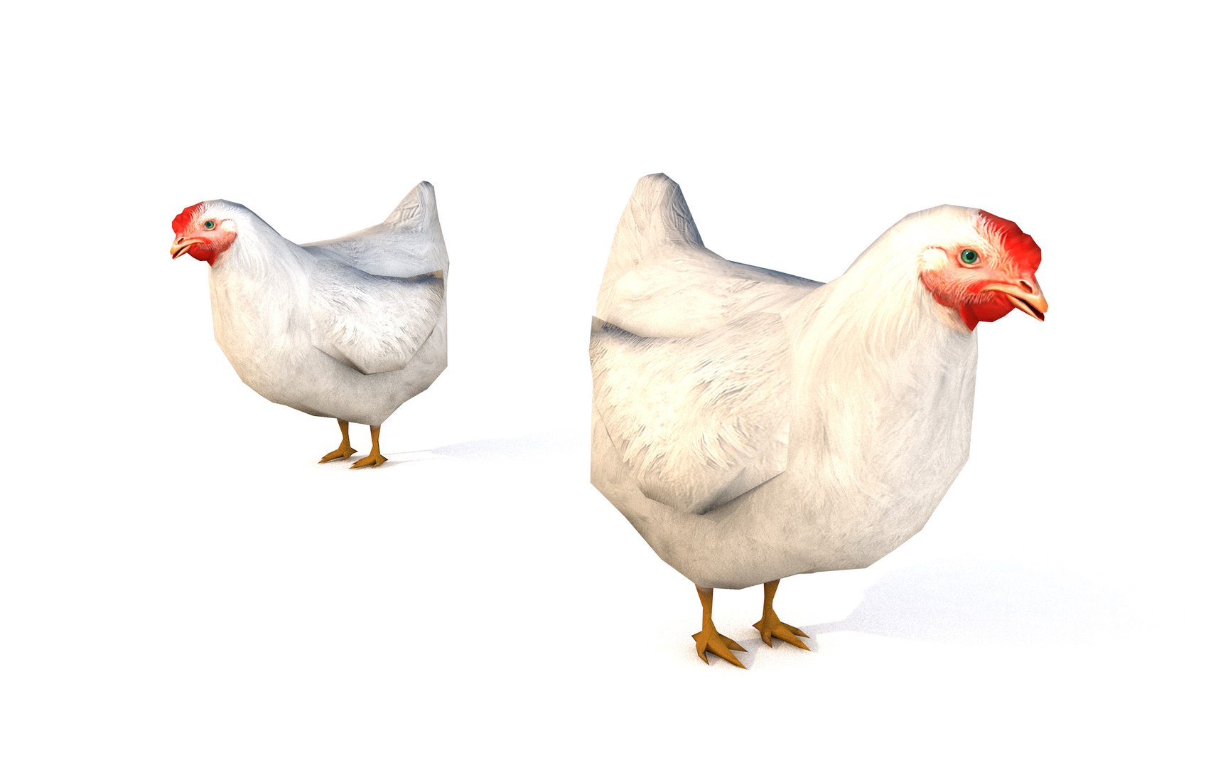 3D White Chicken Animations - TurboSquid 1646956