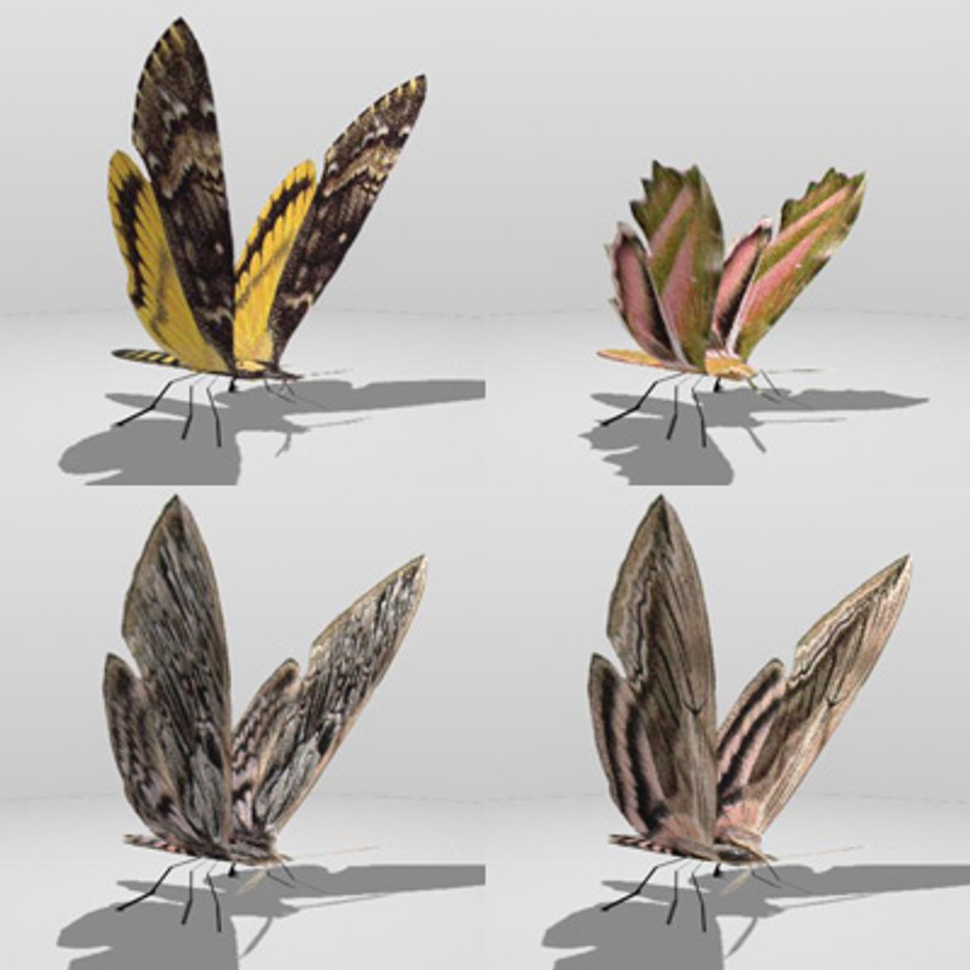 3dsmax moths